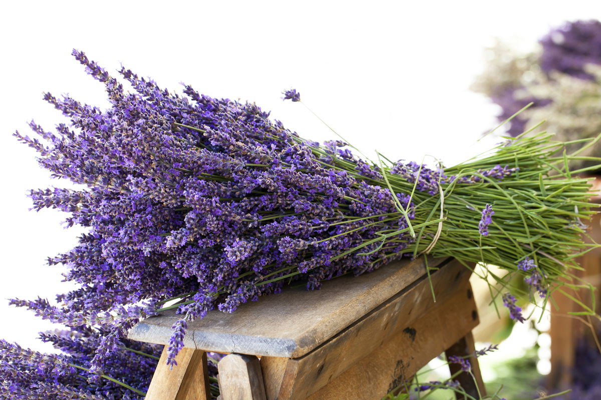 Lavanda: le virtù di un’antica fragranza
