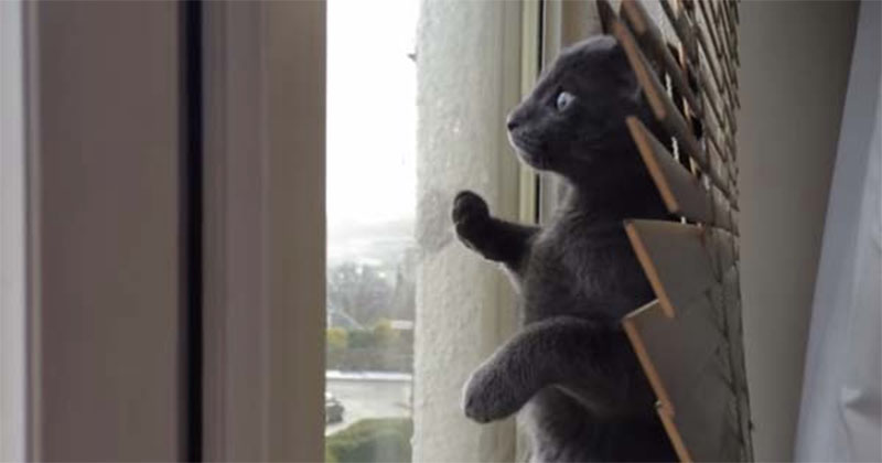 Zoofi, il gattino che vede la neve per la prima volta