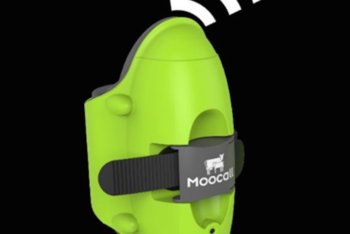 Nasce Moocall, un gadget per le mucche!