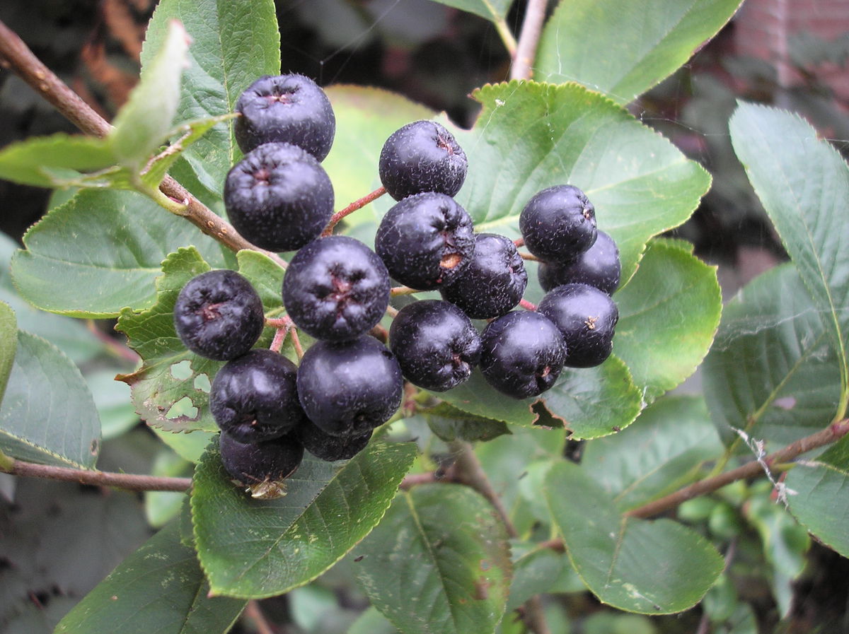Bacche di Aronia: proprietà, utilizzi e controindicazioni