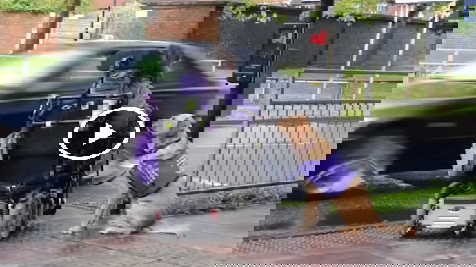 Ecco cosa fa questo cane per la sua padrona disabile. Adorabile