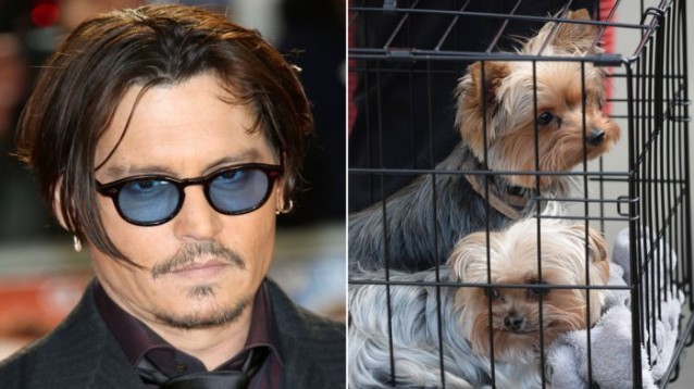 Johnny Depp, Mostra di Venezia: "I miei cani? Li ho uccisi e mangiati"