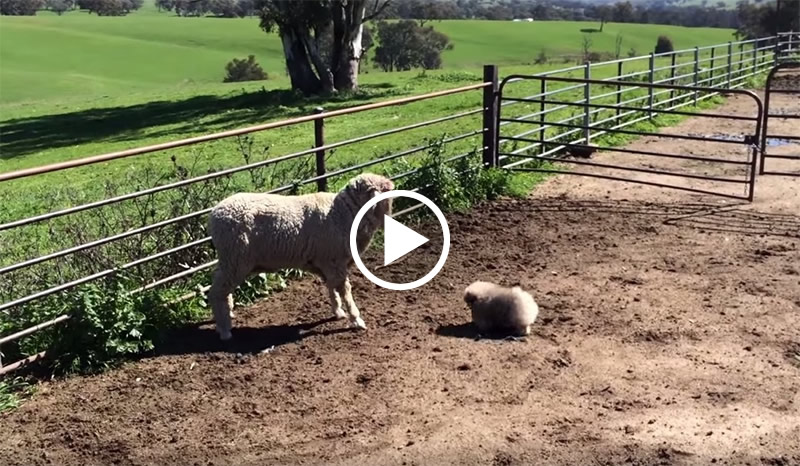 Un cucciolo ambizioso cerca di radunare le pecore e non riesce a capire ...