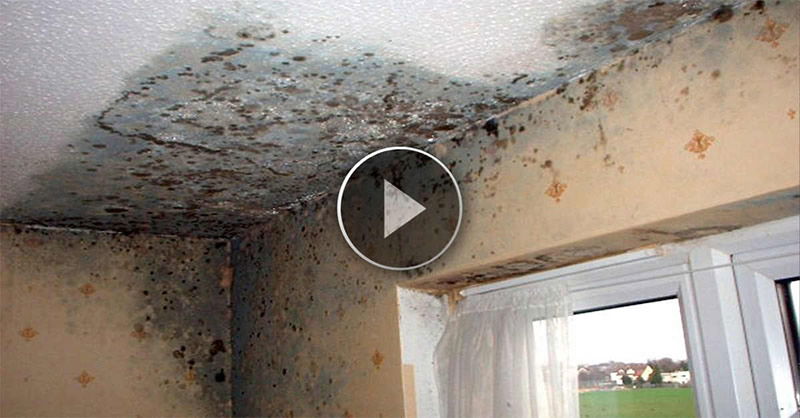 Muffa: un rimedio casalingo per eliminarla