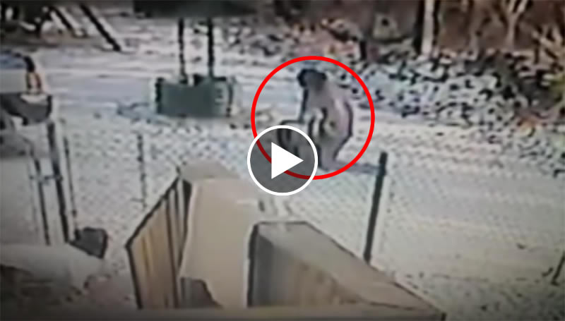 Donna viene aggredita da un gatto. Ecco cosa succede