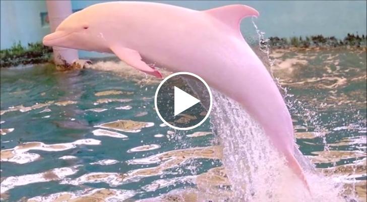 Pinkie, un raro delfino rosa, è stato avvistato nelle acque della Louisiana