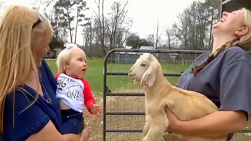 Una bimba incontra una piccola capretta. La loro "conversazione" è ...