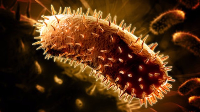 Se i cani non sono vaccinati si rischia il virus della rabbia