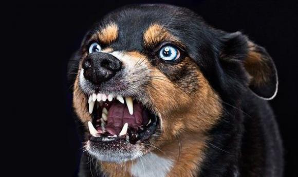 Se i cani non sono vaccinati si rischia il virus della rabbia