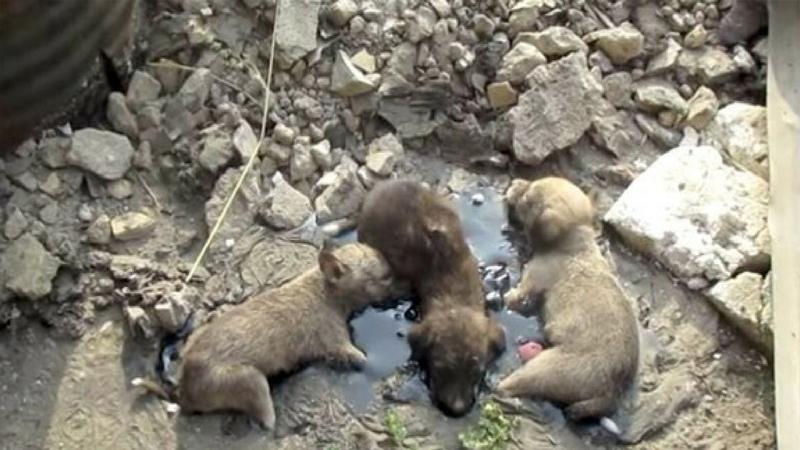 Trovano tre cuccioli in una pozza di catrame. Ecco il loro salvataggio