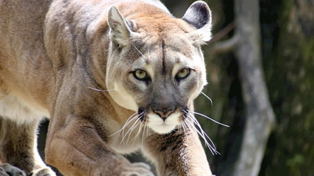 Ufficializzata l'estinzione del coguaro, detto anche puma orientale o ...