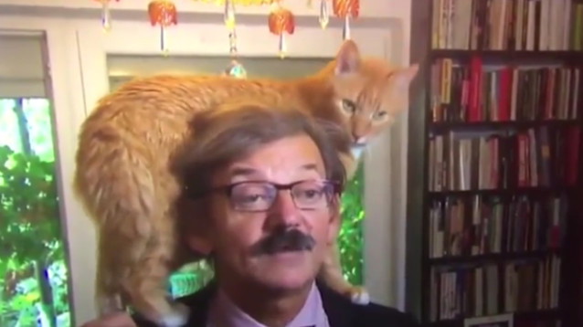 Il gatto dello studioso si prende la scena durante la diretta televisiva