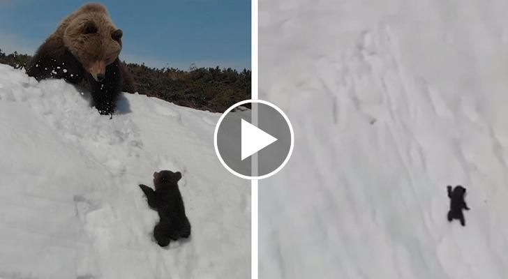 Russia, un orsetto coraggioso cerca di raggiungere la sua mamma: la ...