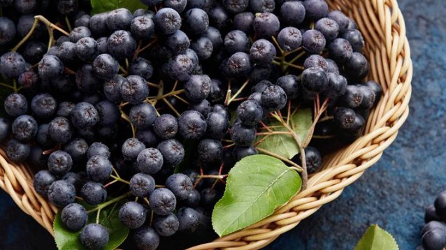 Le bacche di Aronia rimedi naturali per tenere sotto controllo alcune ...