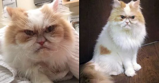 Louis, il gatto che disprezza tutto e tutti è la nuova star del web