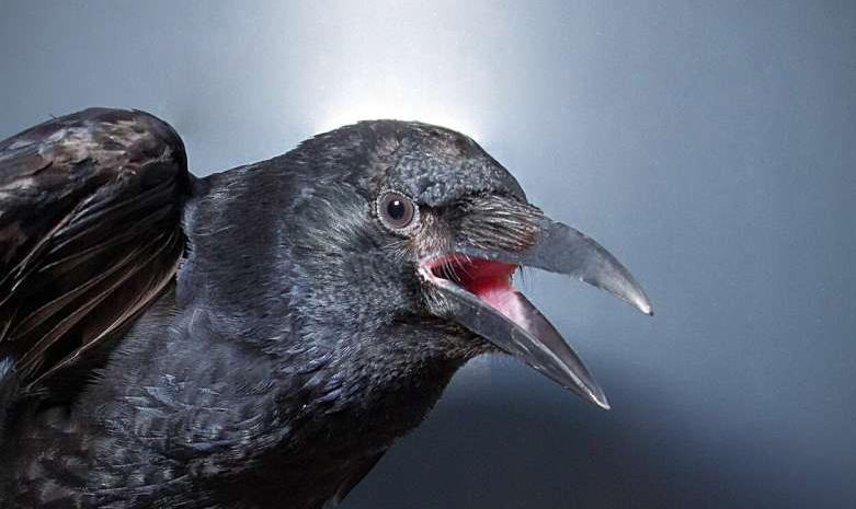 Mai trattare male un corvo: cova rancore e si allea con altri uccelli ...