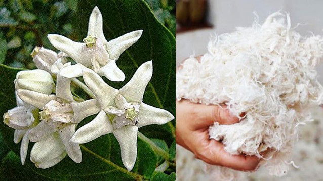 Weganool, la lana vegana derivata da un'erbaccia