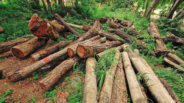 WWF, deforestazione: una minaccia per l'Australia