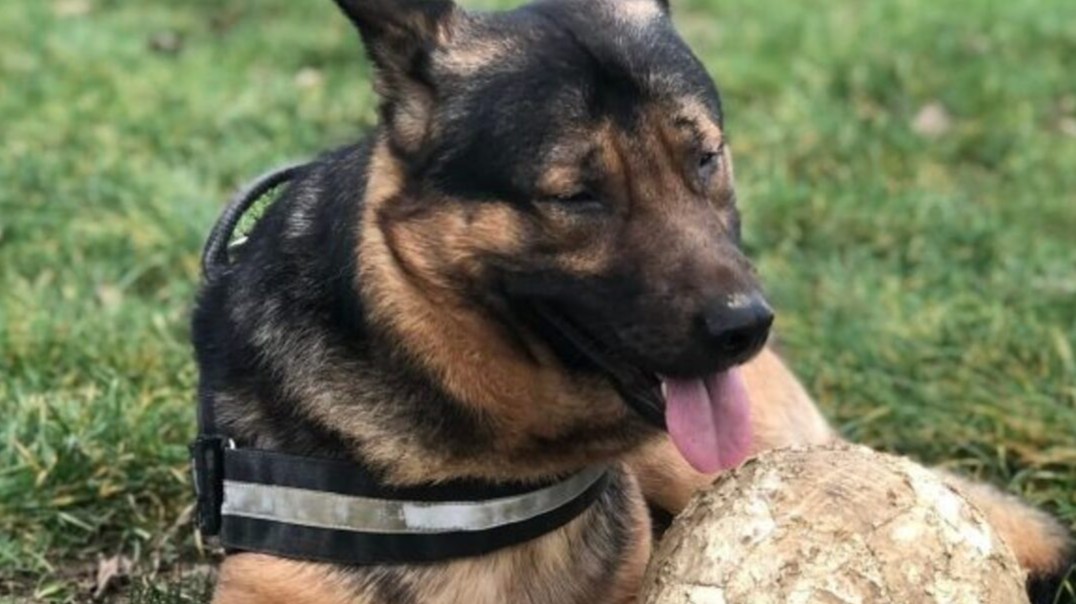 Un premio speciale per Marley, il cane non vedente che va in barca e ...