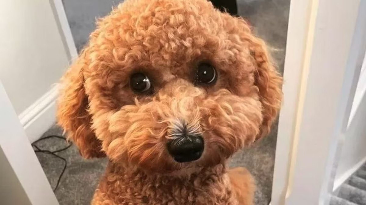 La commovente storia del cucciolo Ralph: percorre 150 km per ritrovare ...