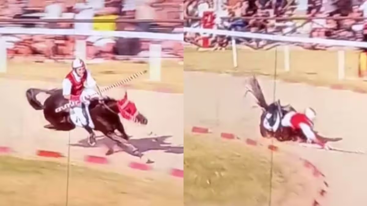 Cavallo di 8 anni cade durante un evento storico fratturandosi un arto