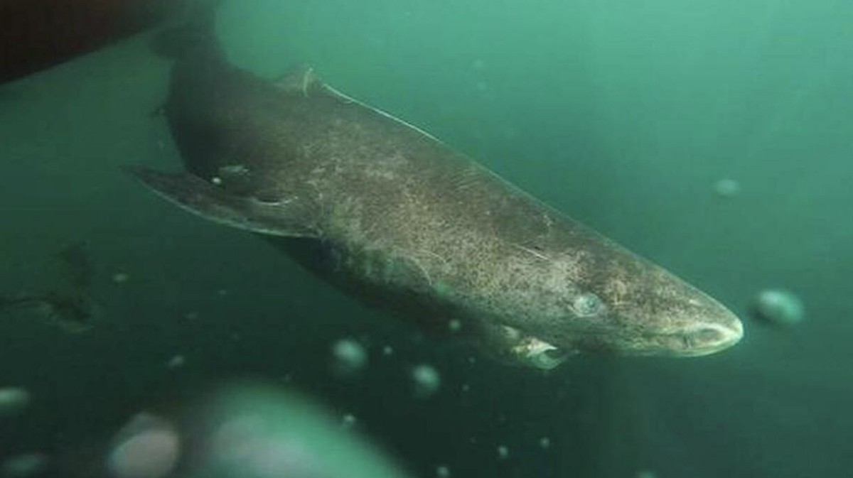 Squalo ultracentenario avvistato nel Mar dei Caraibi