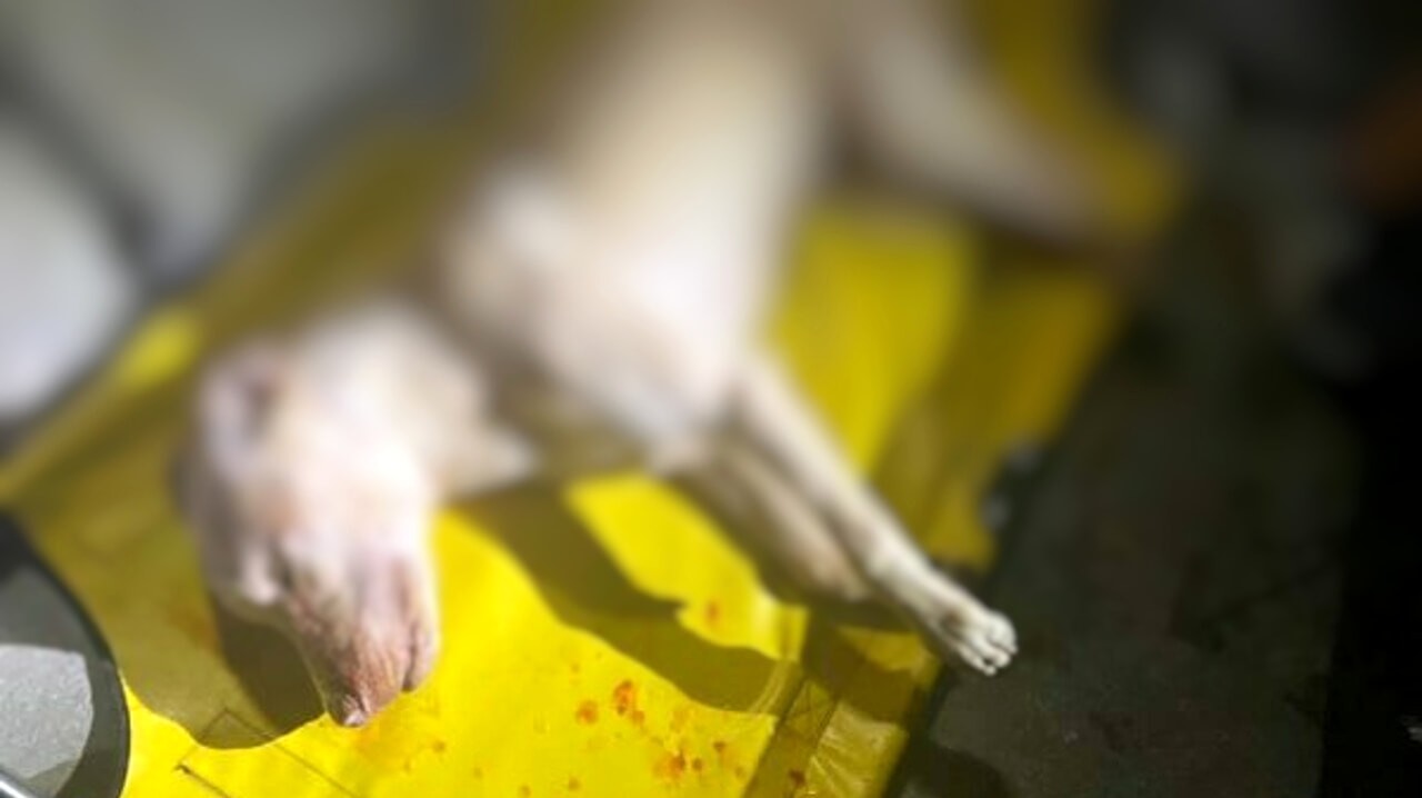 35enne a processo per aver tolto la vita al cane Jesus: "Lo gettò in ...
