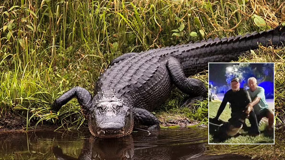 USA, investe un alligatore per salvare il vicino