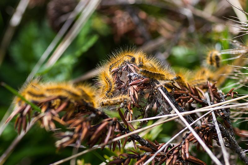Processionaria: come riconoscerla, sintomi e rimedi per i cani
