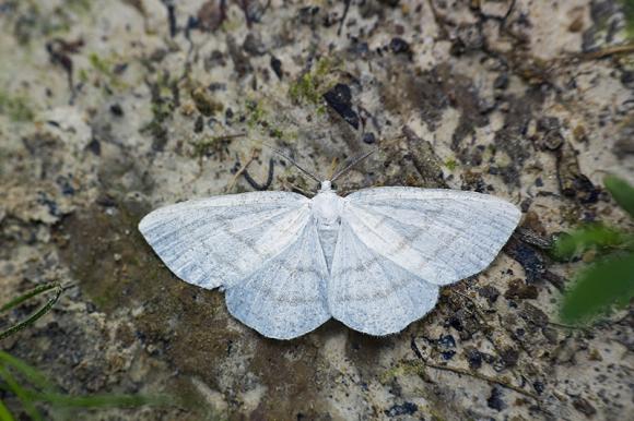 Processionaria: come riconoscerla, sintomi e rimedi per i cani