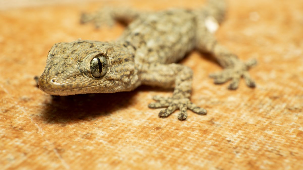 Gechi in casa? Ecco cosa significa, hanno un messaggio importante per te