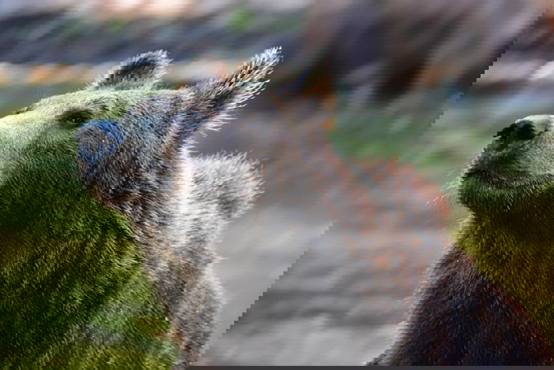 Catturata nella notte l'orsa JJ4 che ha ucciso il runner Andrea Papi