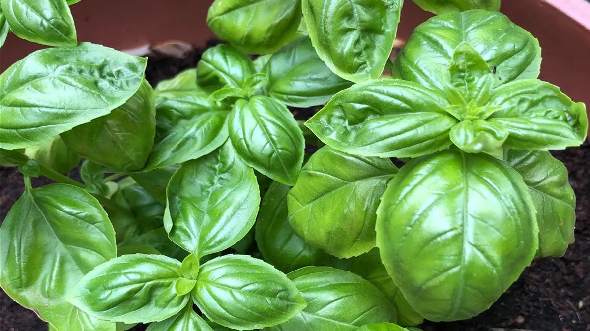 Piante aromatiche di giugno, come far crescere sano e forte il basilico