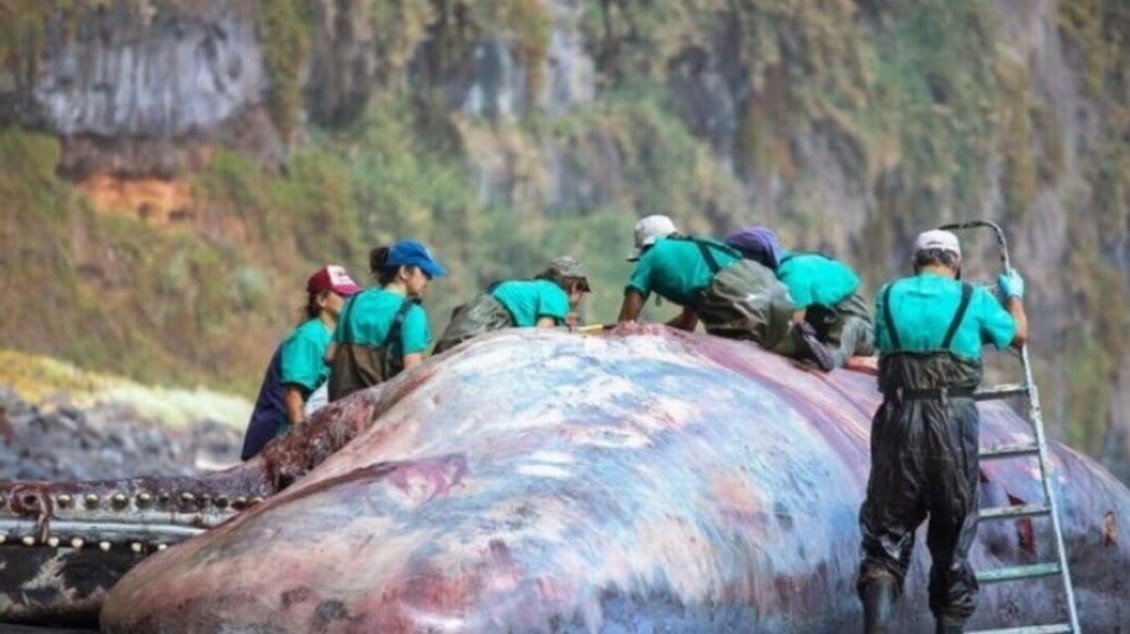 Capodoglio spiaggiato, all'interno un tesoro da 500mila euro