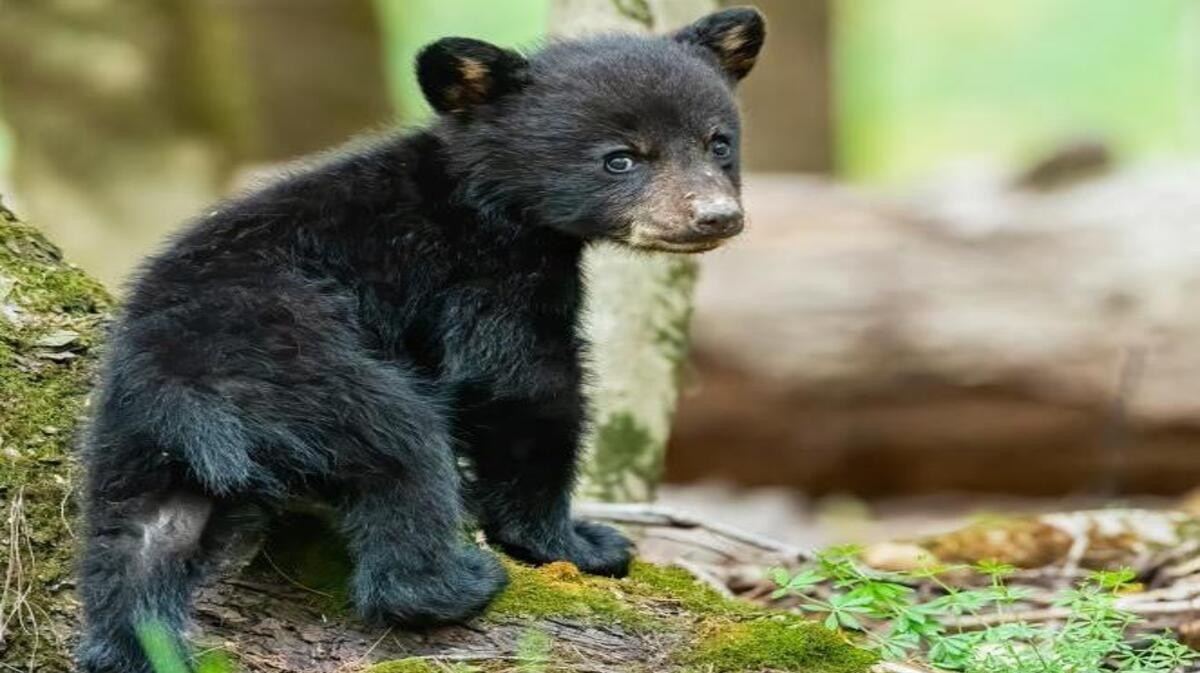 Orsa Amarena, la notizia poco fa sui cuccioli