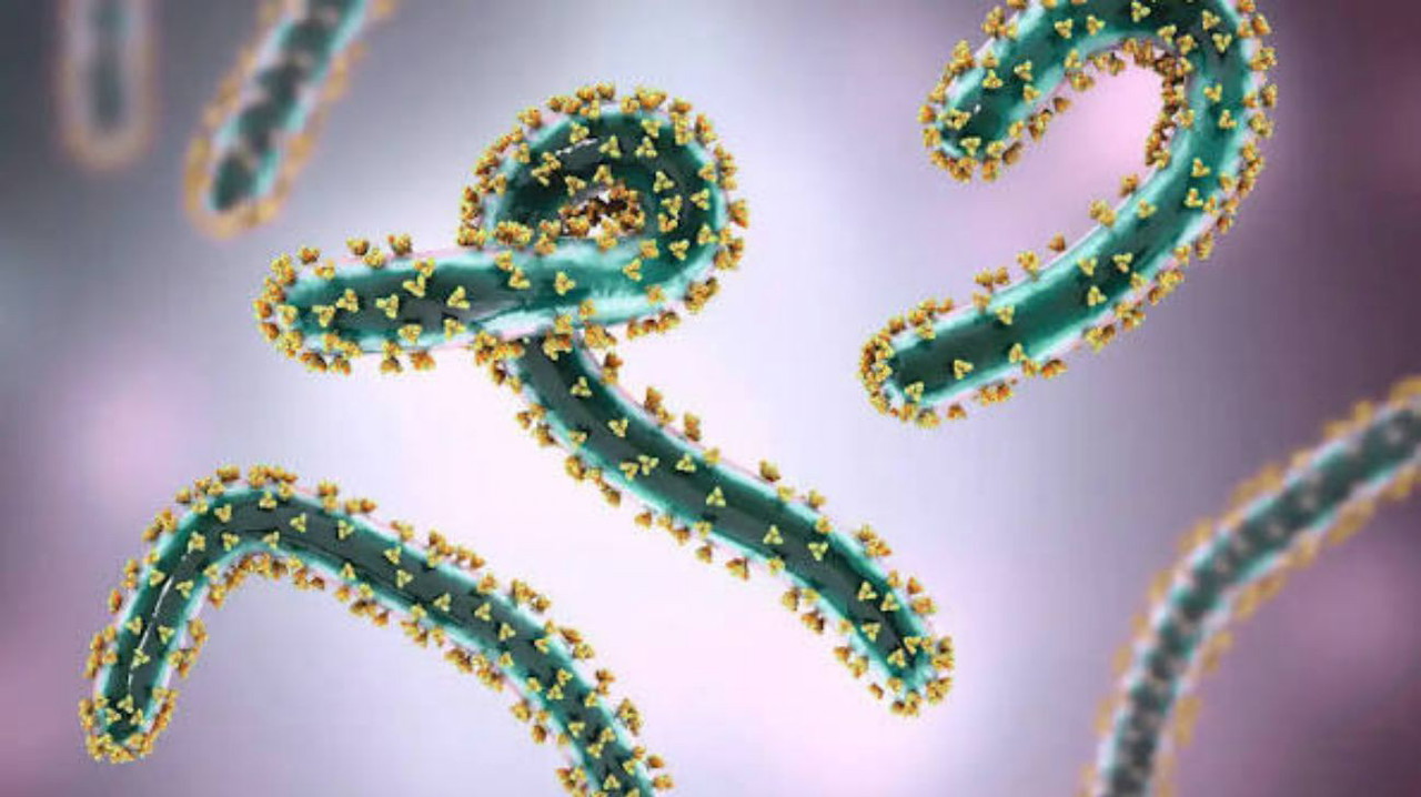 "Virus altamente letale e contagioso": rischio epidemia dopo i primi casi